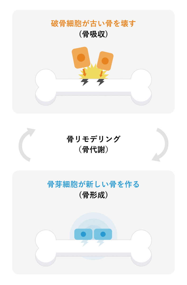 アミノ酸の摂取が骨代謝に影響！破骨細胞とアミノ酸トランスポーター「LAT1」の関係【岐阜薬科大学・檜井教授】 - Wellulu