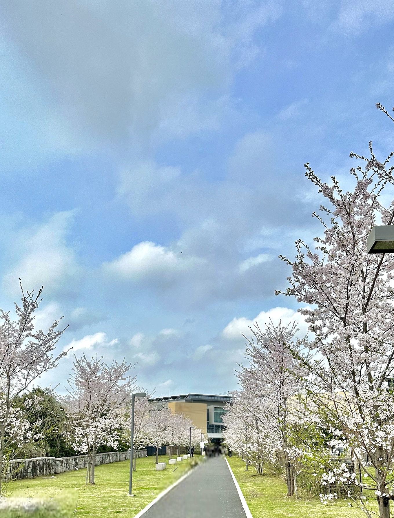 桜満開の中の中学入学式 - Wellulu