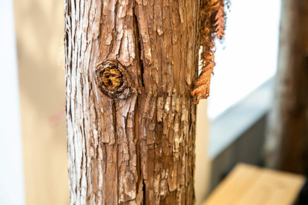 【三菱地所×乃村工藝社×リンレイ】地球のウェルビーイングを見据えたSDGsな新製品。共創によって実現した開発ストーリー - Wellulu